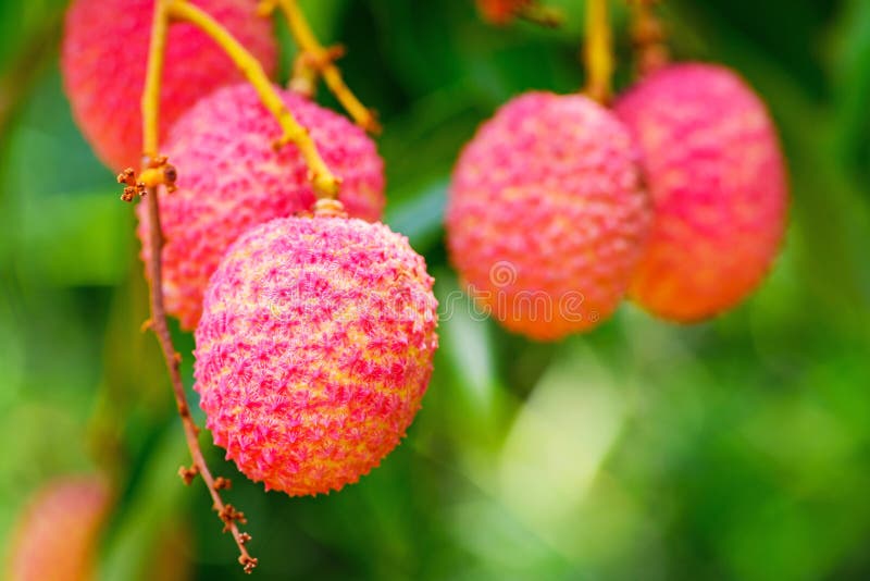 Lychee Fruit (asia Fruit) on the Tree. Stock Photo - Image of leechee ...