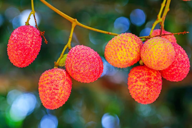 Lychee Fruit (asia Fruit) on the Tree. Stock Photo - Image of chinese ...