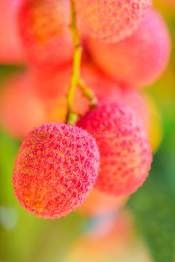 Lychee Fruit (asia Fruit) on the Tree. Stock Photo - Image of juicy ...