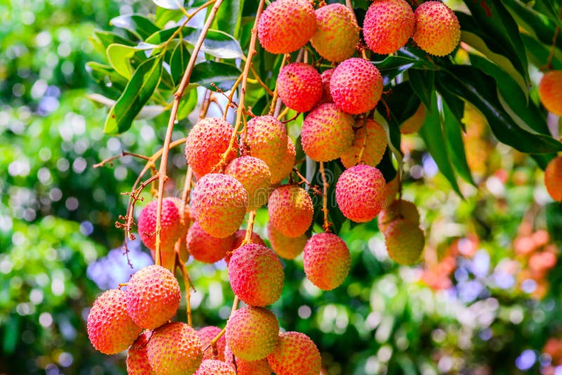 Lychee Fruit (asia Fruit) on the Tree. Stock Image - Image of lichi ...