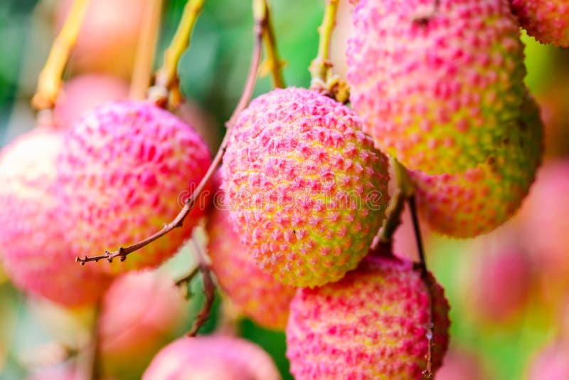 Lychee Fruit (asia Fruit) on the Tree. Stock Image - Image of colorful ...