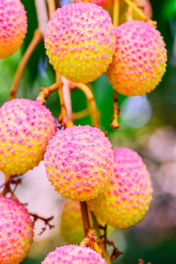 Lychee Fruit (asia Fruit) on the Tree. Stock Photo - Image of chiang ...