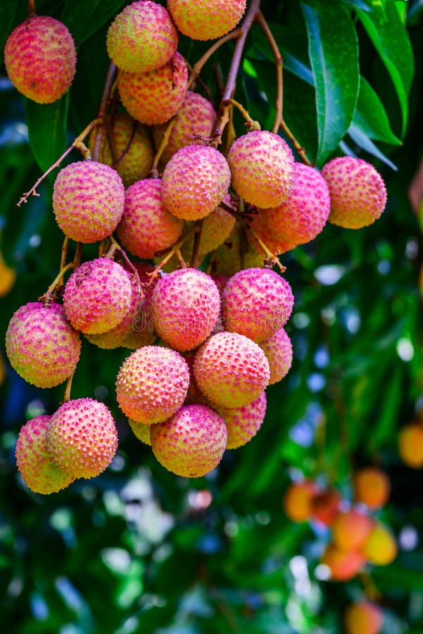 Lychee Fruit (asia Fruit) on the Tree. Stock Photo - Image of litchee ...
