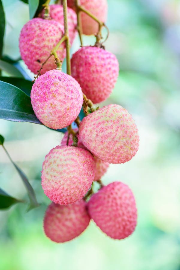 Lychee Fruit (asia Fruit) on the Tree. Stock Image - Image of delicious ...