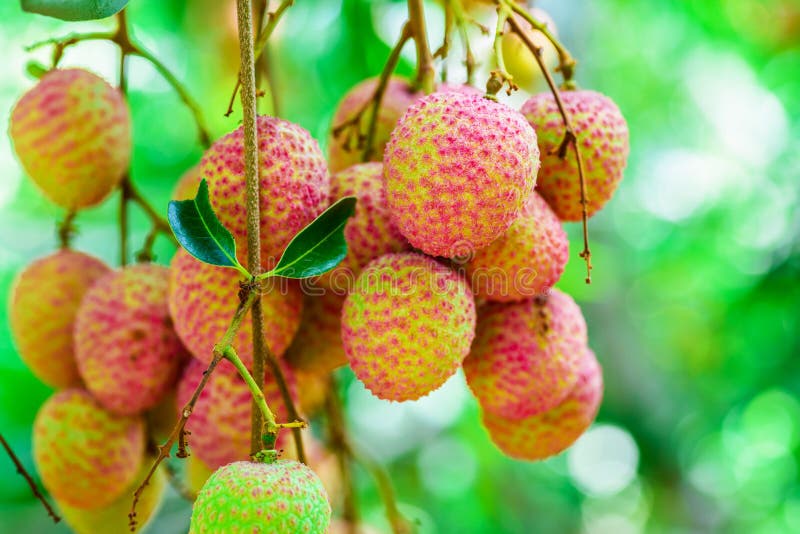Lychee Fruit (asia Fruit) on the Tree. Stock Image - Image of juicy ...