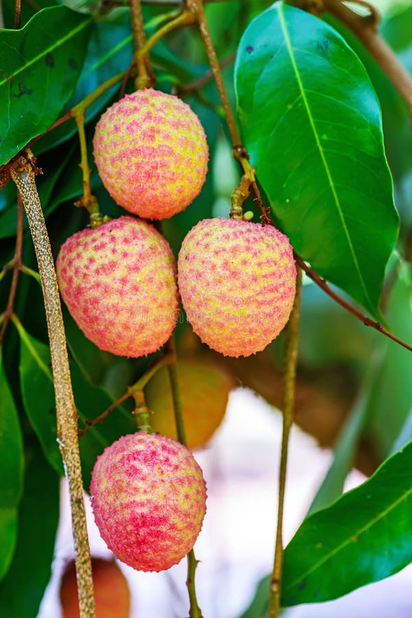Lychee Fruit (asia Fruit) on the Tree,Chiang Mai, Thailand. Stock Photo ...