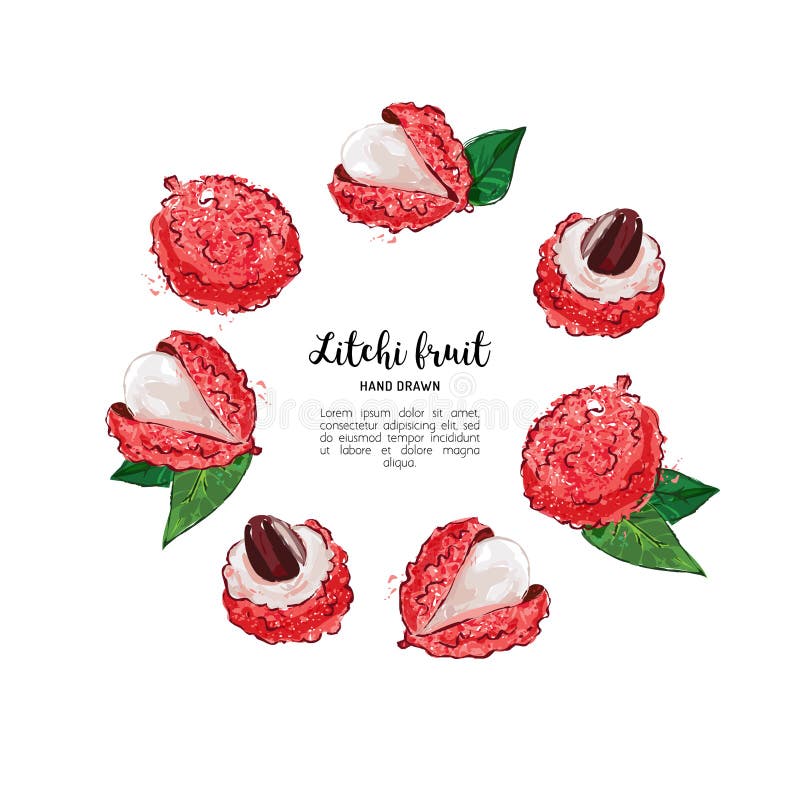 Litchi Drawing Stock Illustrations – 372 Litchi Drawing Stock ...