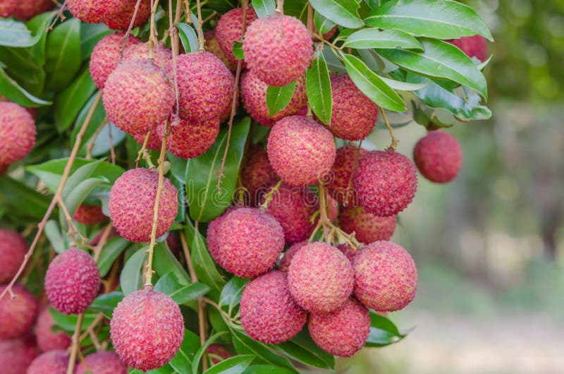 Lychee fruit stock image. Image of lichee, leechee, thai - 65611235
