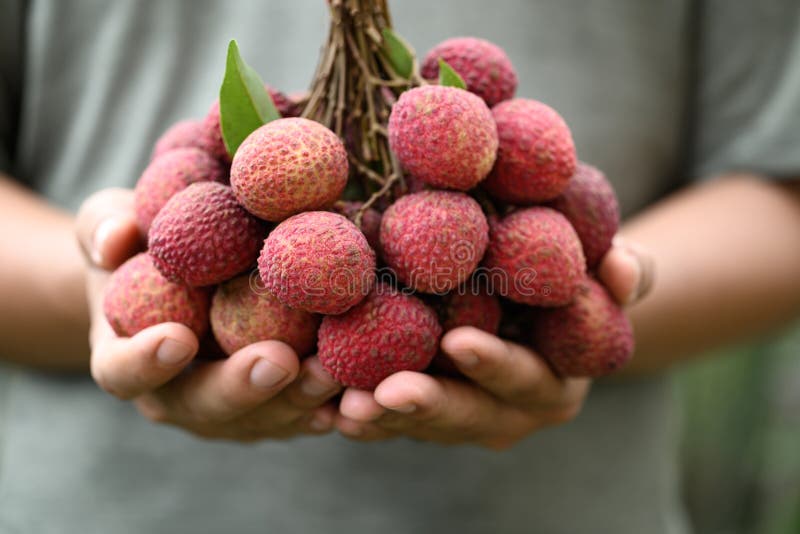 Lychee Fruit Holding by Hand, Tropical Fruit Stock Image - Image of ...