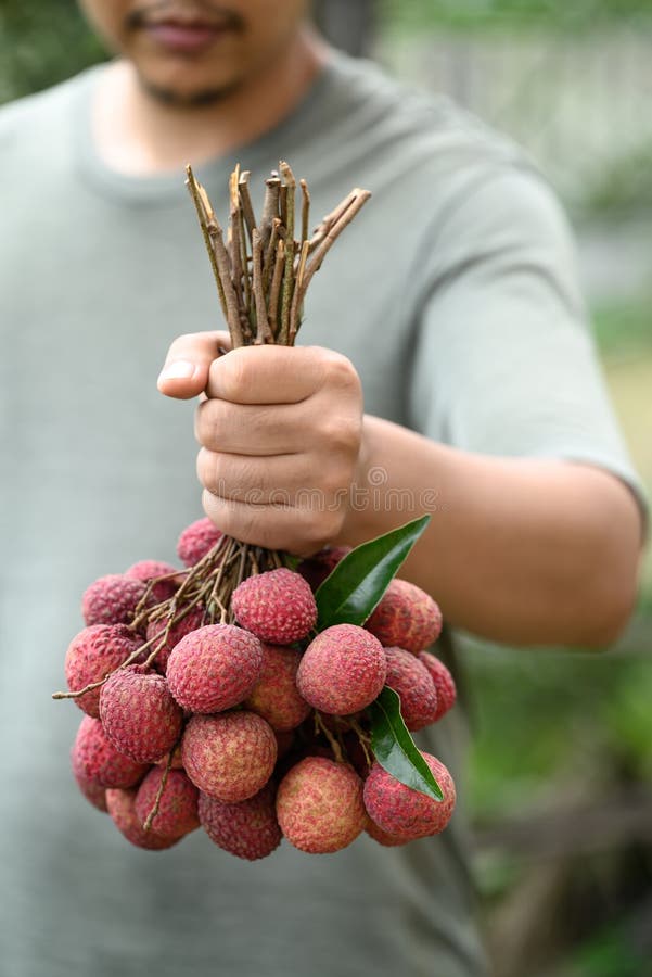 Lychee Fruit Holding by Hand, Tropical Fruit Stock Photo - Image of ...