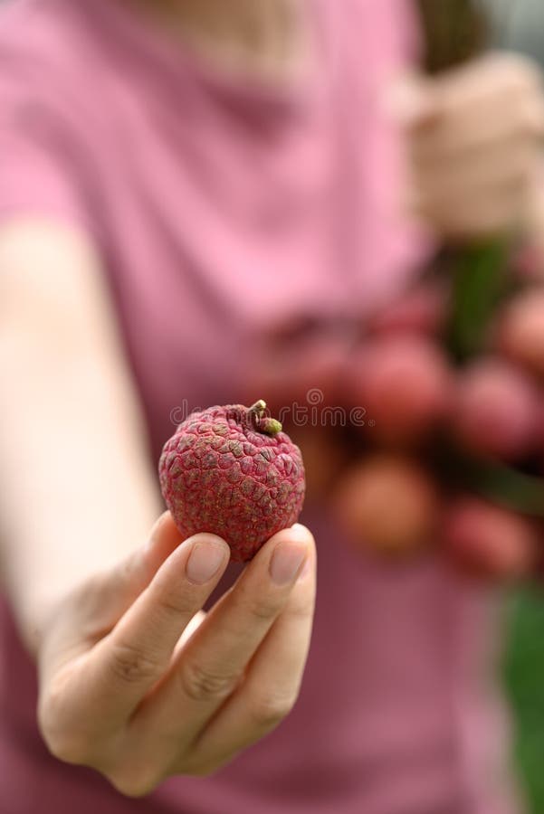 Lychee Fruit Holding by Hand, Tropical Fruit Stock Photo - Image of ...