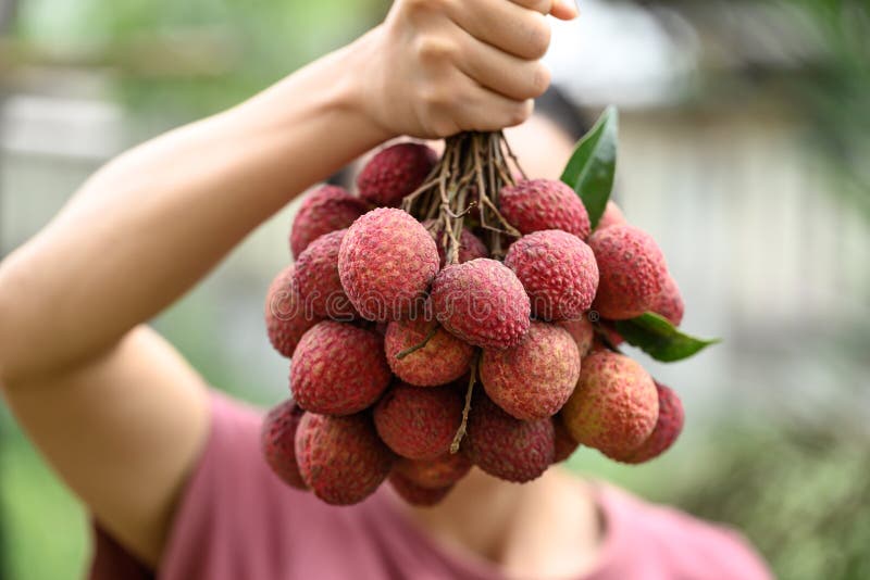 Lychee Fruit Holding by Hand, Tropical Fruit Stock Image - Image of ...