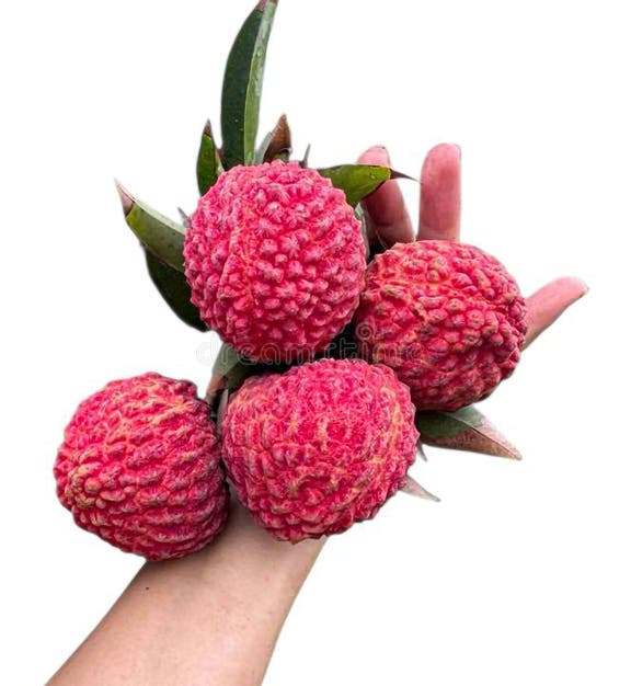 Lychee Fruit, Lychee Pulp, Lychee Tree, Lychee People, Thai Fruit, Red ...