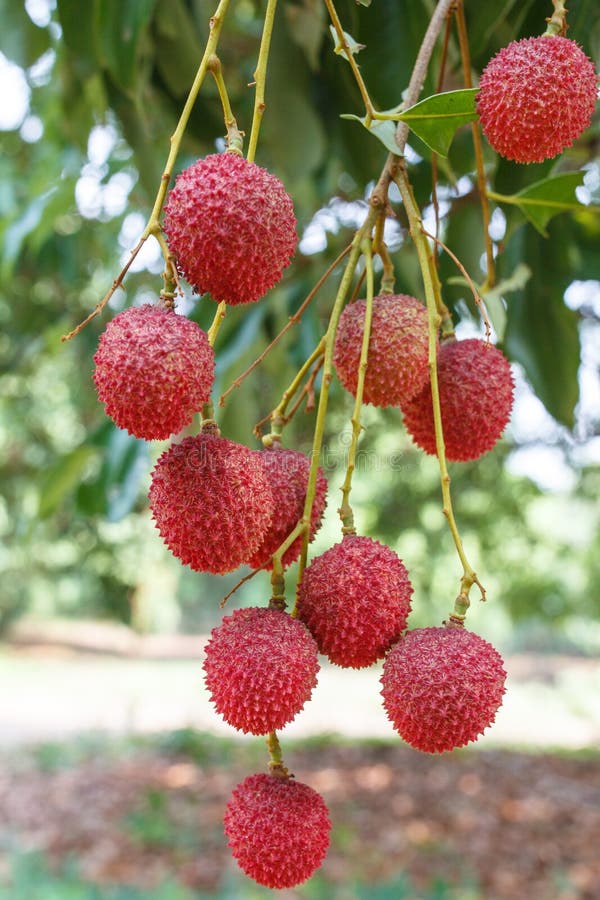 215 Brown Leaf Lychee Tree Stock Photos - Free & Royalty-Free Stock ...