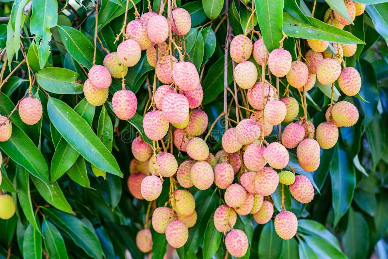 Leeches Fruit Tree