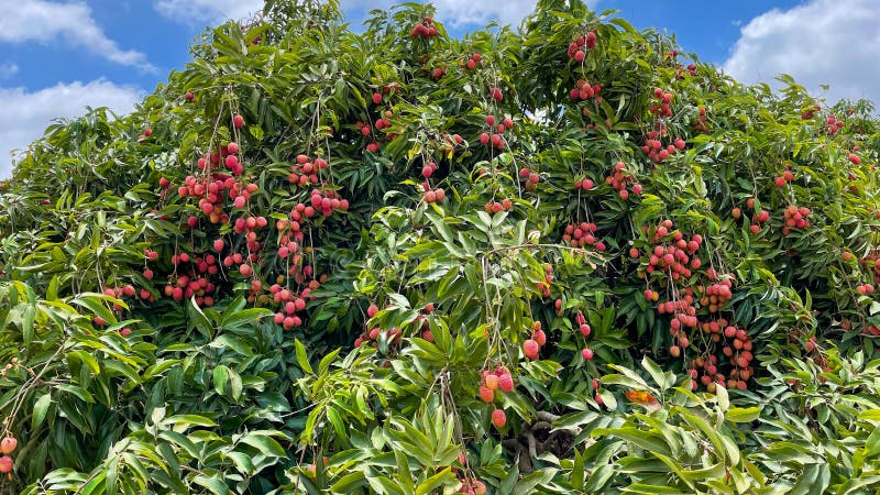 Lychee Fruit on the Tree for Picking. Stock Photo - Image of vitamin ...