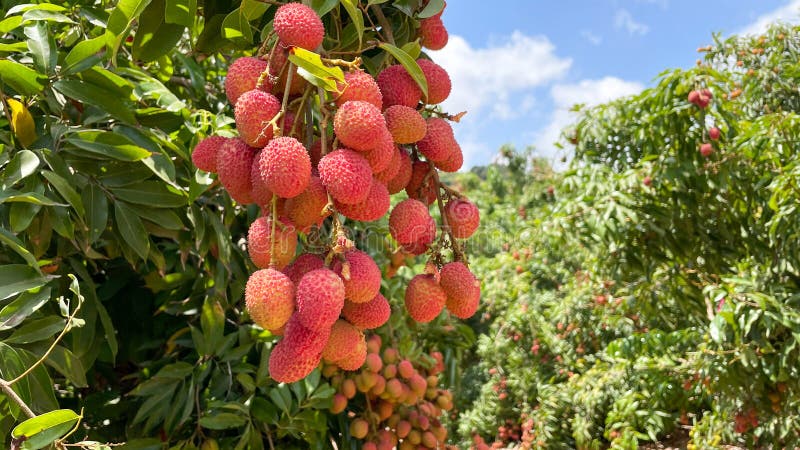 Fresh Lychee Fruits Hanging on Branches. Stock Photo - Image of organic ...