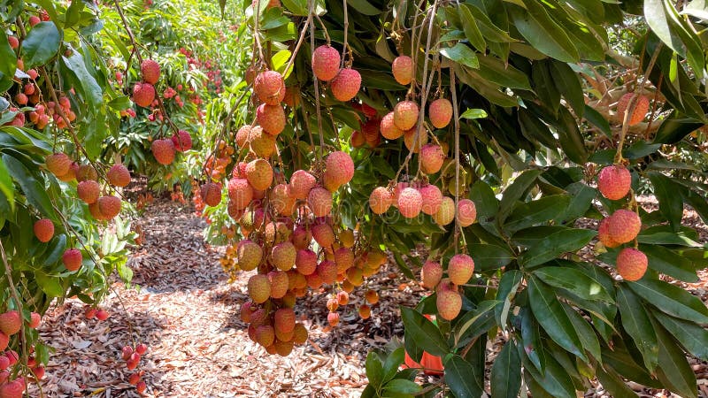 183 Lychee Picking Stock Photos - Free & Royalty-Free Stock Photos from ...