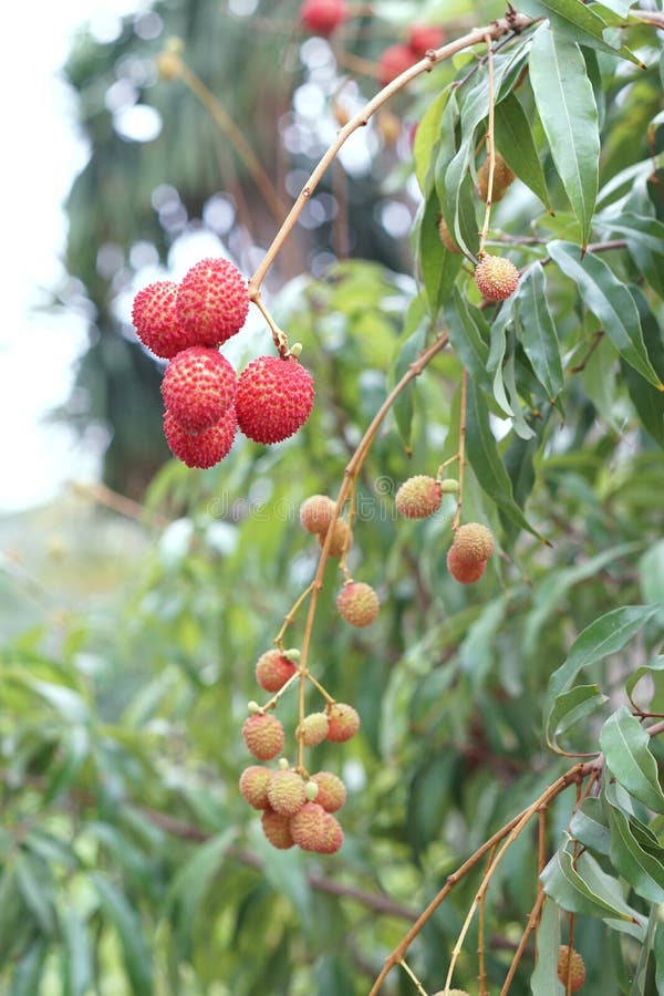 Lychee fruit on tree stock photo. Image of litchee, exotic - 130511156