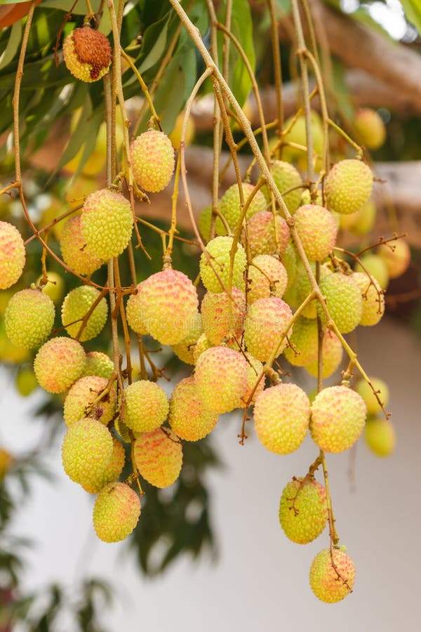 Lychee fruit on tree stock image. Image of culture, market - 31867055