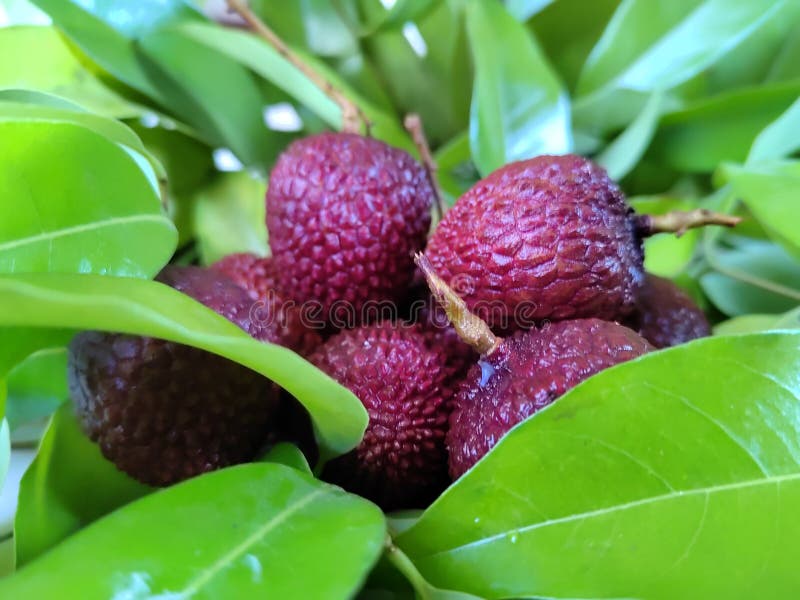 Fruitsphotograp Stock Photos - Free & Royalty-Free Stock Photos from ...