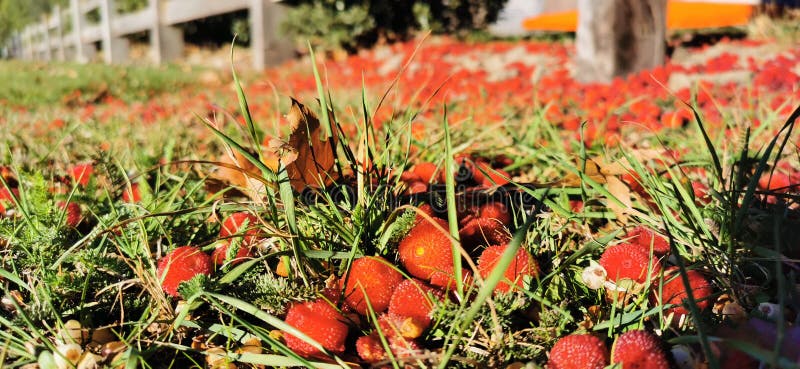 Lychee Fruits on a Ground among Green Grass Stock Photo - Image of ...
