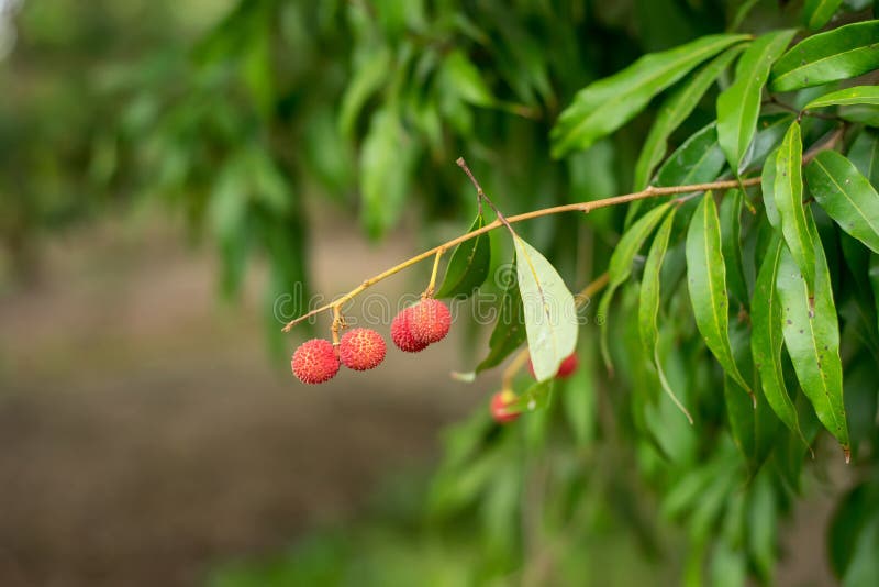 Lychee Fruits of Thailand on the Trees. Stock Image - Image of thailand ...
