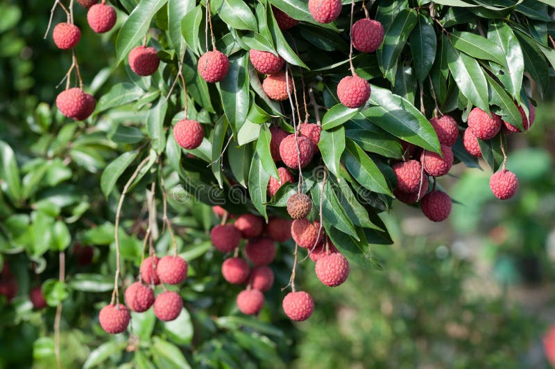 Lychee tree stock photo. Image of closeup, foliage, lychees - 19878762