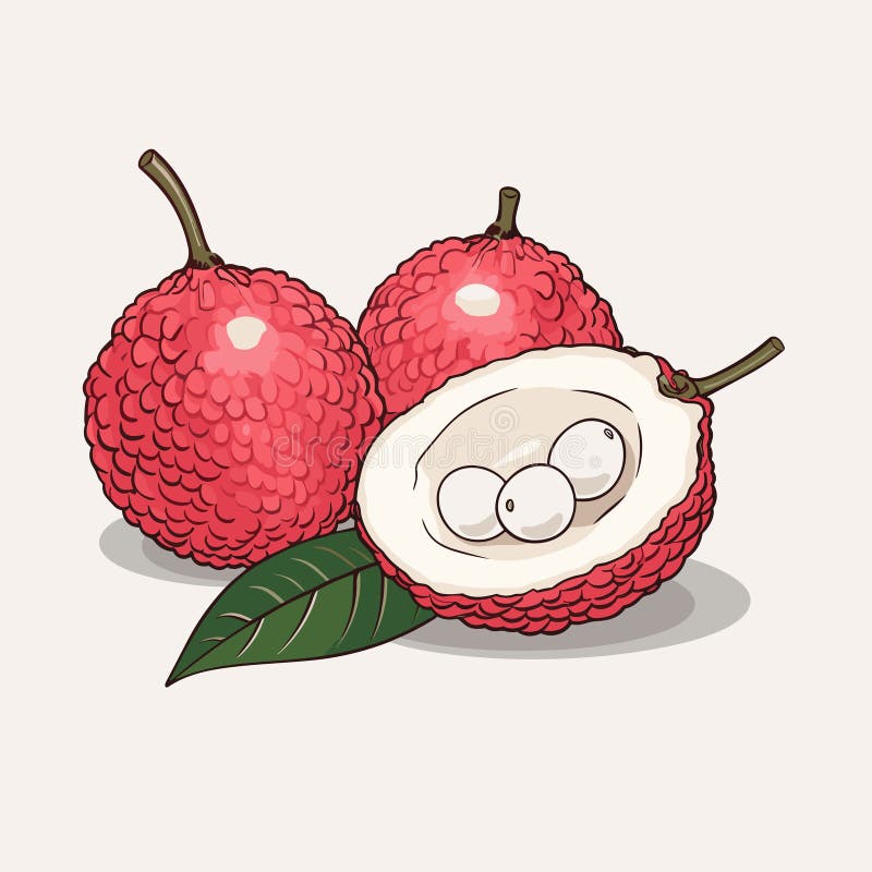 Lychee Hand-drawn Illustration. Lychee. Vector Doodle Style Cartoon ...