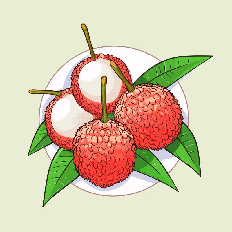 Lychee Hand-drawn Illustration. Lychee. Vector Doodle Style Cartoon ...