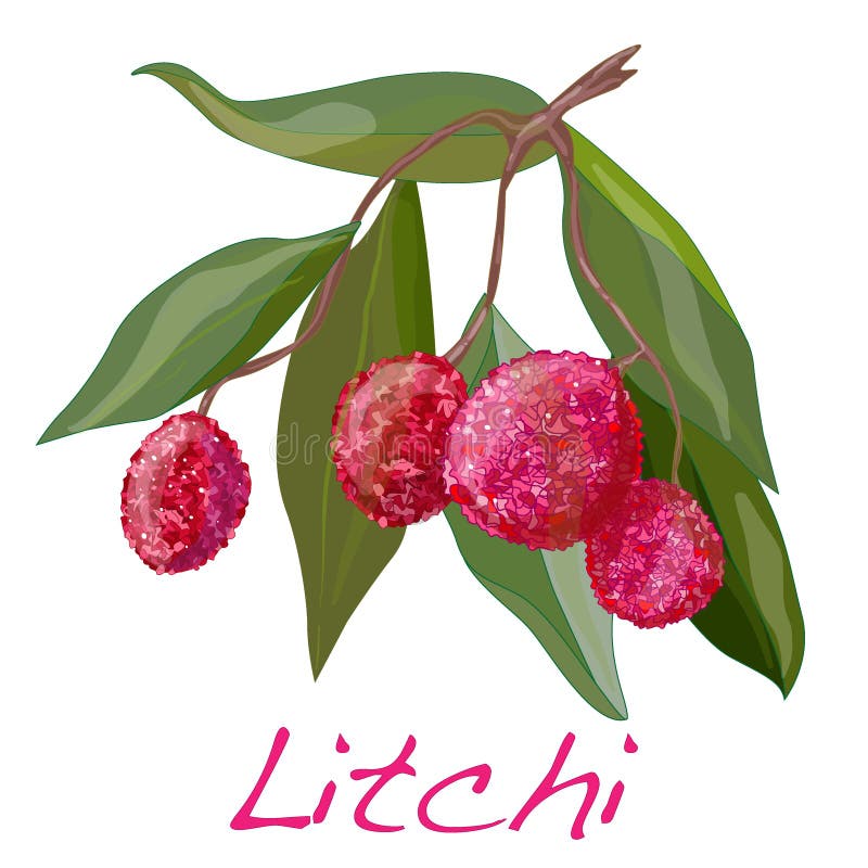 Red Lychee Litchi Fruit and Green Leaves Seamless Pattern with Line on ...
