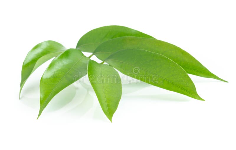 Lychee Leaf Isolated on White Background Stock Image - Image of lychee ...