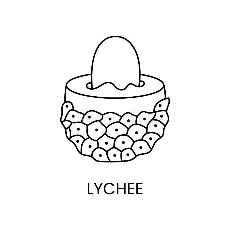 Line Art Lychee Branch. Elements of Fruits and Flowers Stock ...