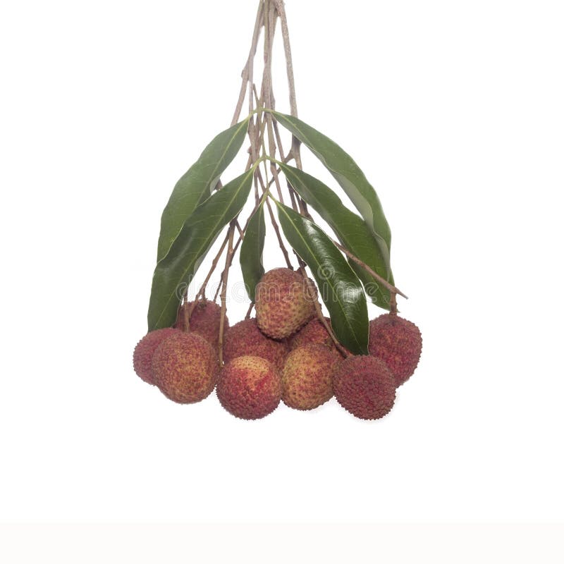 Lychee or Litchi stock photo. Image of leaf, tropical - 54613994