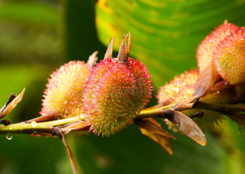 Lychee in Peru. stock image. Image of wild, lychee, south - 108479003