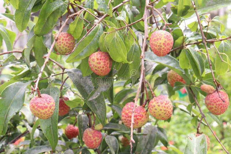 Lychee Plant on Farm for Sell Stock Image - Image of green, garden ...