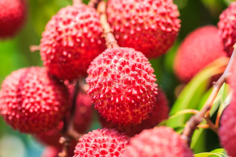 Lychee stock photo. Image of orchard, lechee, asia, fresh - 57921304