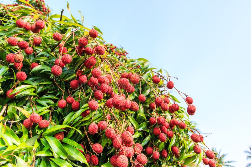 Lychee stock photo. Image of leechee, closeup, nutrition - 57921556