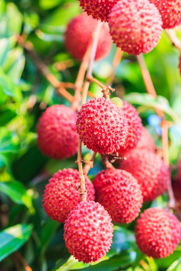 Lychee stock photo. Image of leechee, food, asia, diet - 57921780