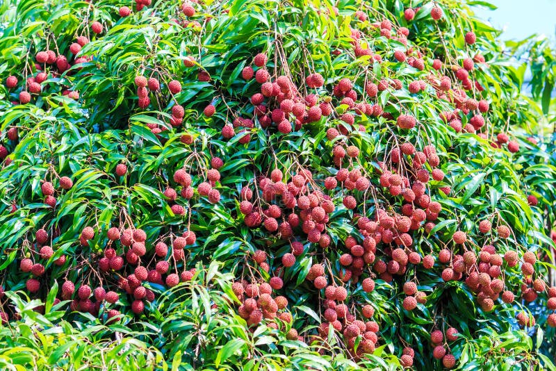 Lychee stock photo. Image of tropical, drupe, grape, plant - 13558982