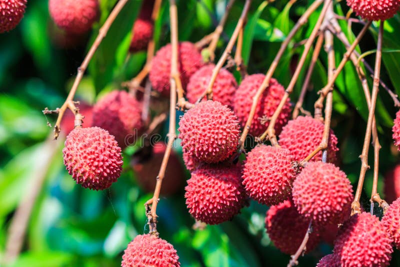 Lychee stock image. Image of delicious, nutrition, fresh - 57964091