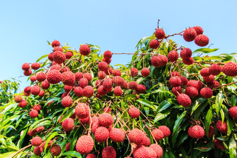 Lychee stock image. Image of lichi, food, health, litschi - 57964443