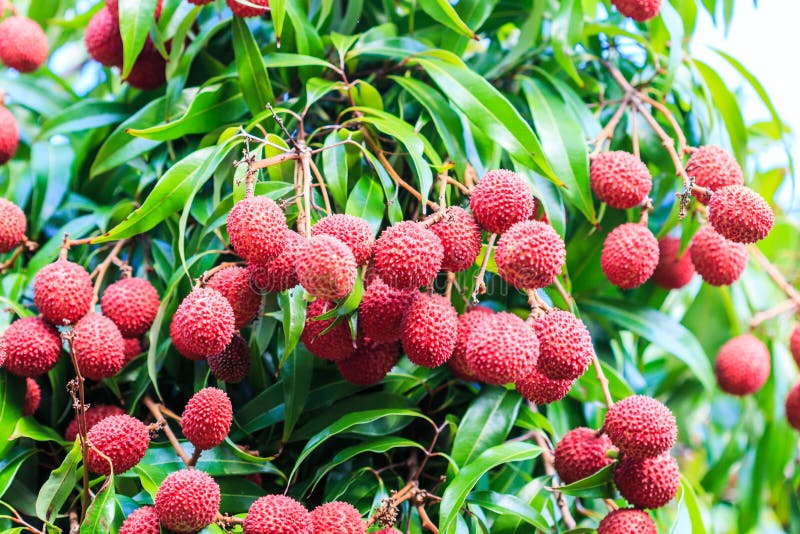 Lychee stock photo. Image of tropical, drupe, grape, plant - 13558982
