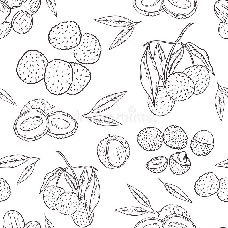 Lychee Outline Vector Stock Illustrations – 478 Lychee Outline Vector ...