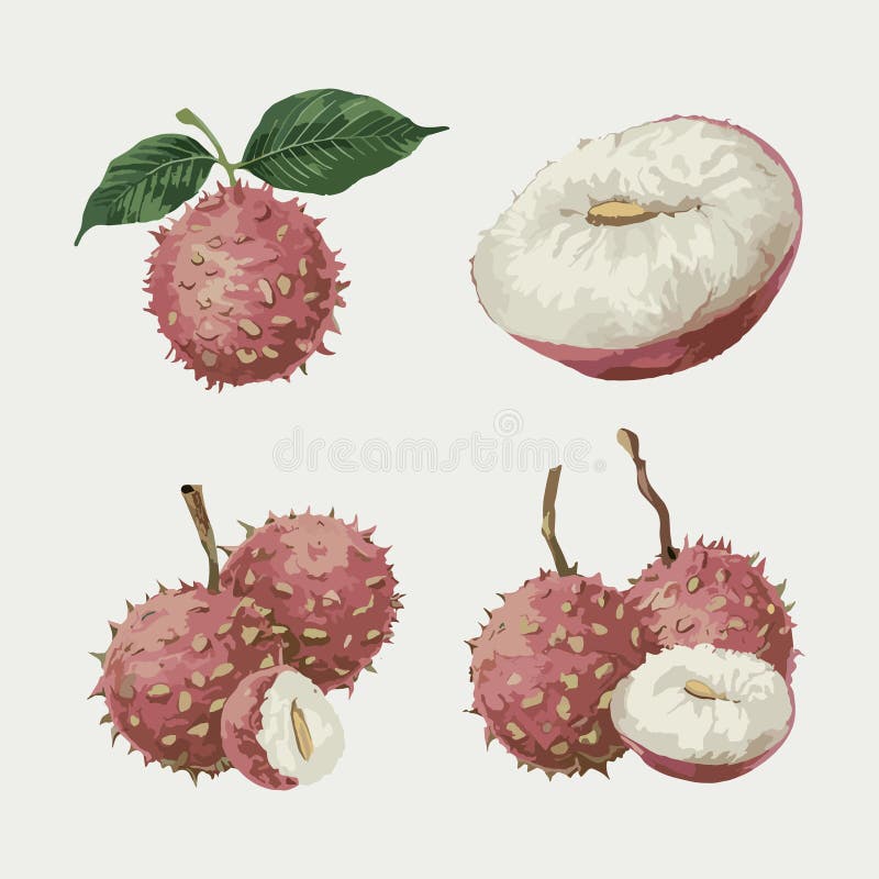 Lychee Set. Vector Illustration of Fresh Lychees Stock Vector ...