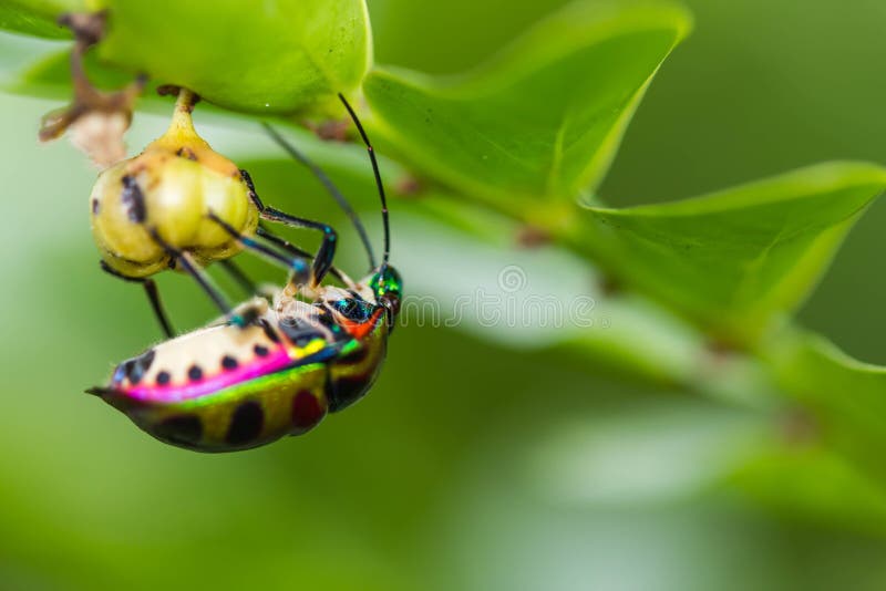 Lychee Shield Bug on Branch Stock Photo - Image of leaf, macro: 124307810