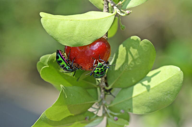 Lychee Shield Bug stock photo. Image of cherry, insect - 59935998