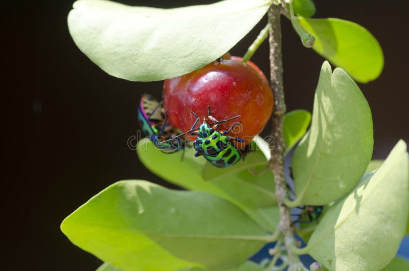 Lychee Shield Bug stock photo. Image of food, macro, bugs - 59937406