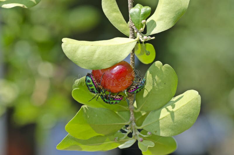 Lychee Shield Bug stock photo. Image of insect, wildlife - 60625304