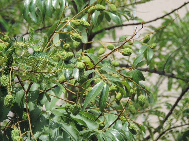 Lychee Tree 1 stock photo. Image of branch, bunch, plant - 260984704